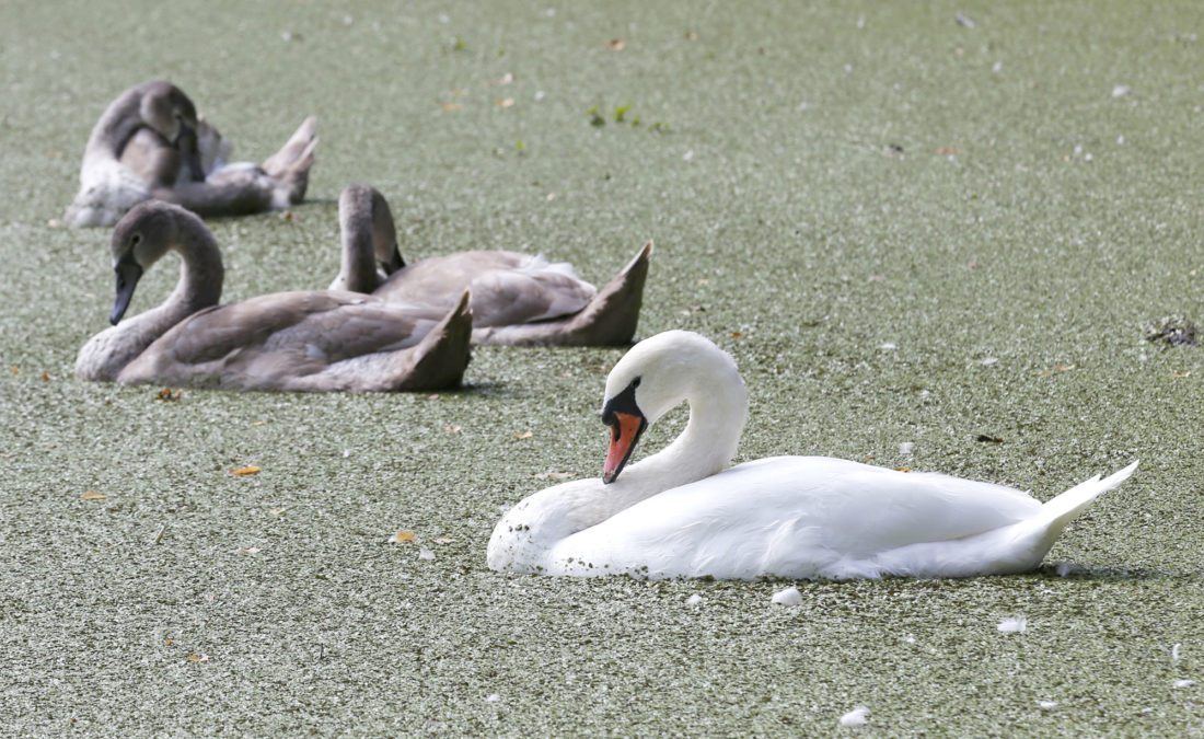 Graceful menace: States take aim at non-native swans | News, Sports ...